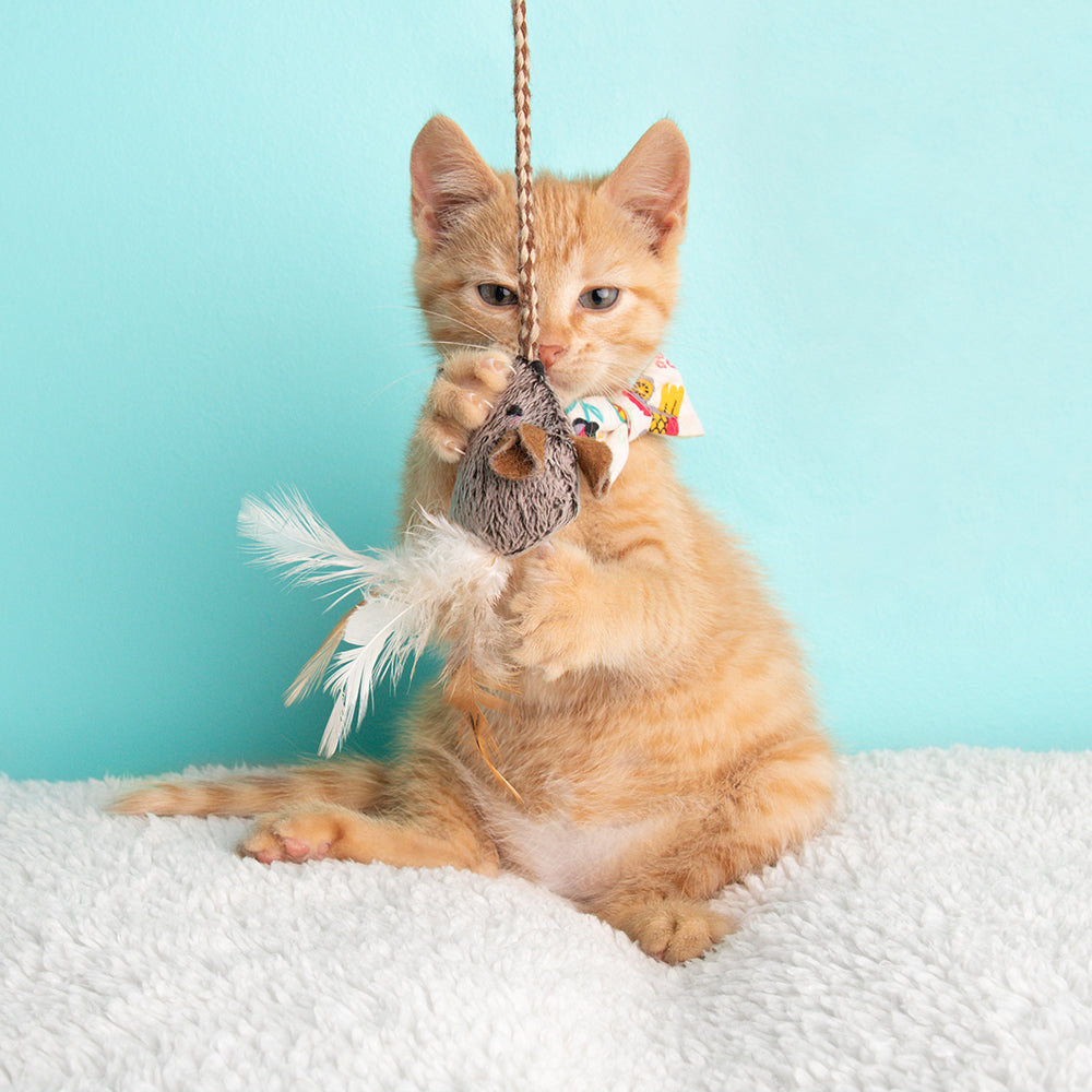 Cat Toys – FreePet